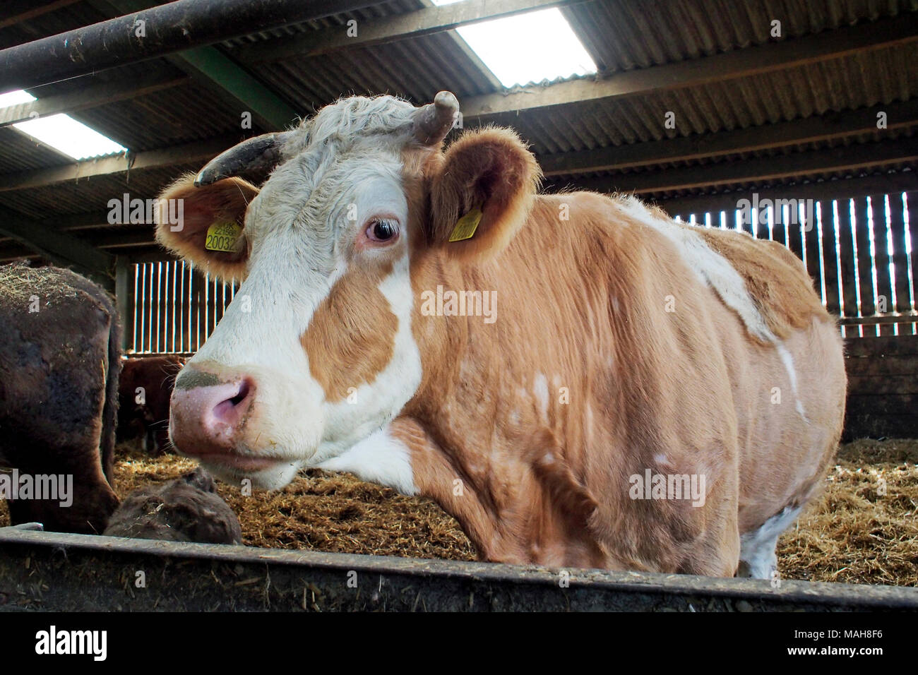 Cattle fattening hi-res stock photography and images - Alamy