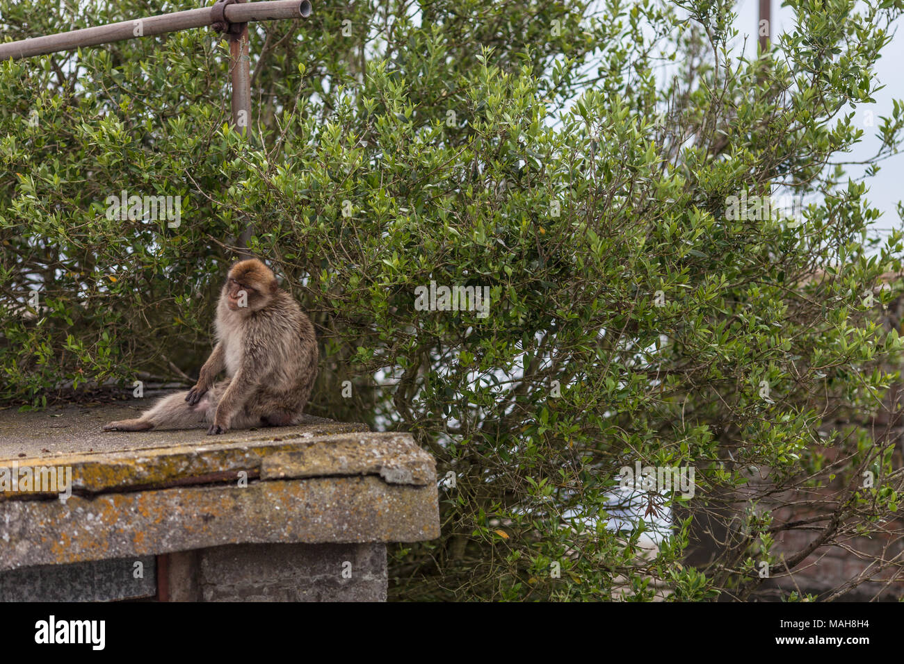 Monkey in Gibraltar Stock Photo - Alamy