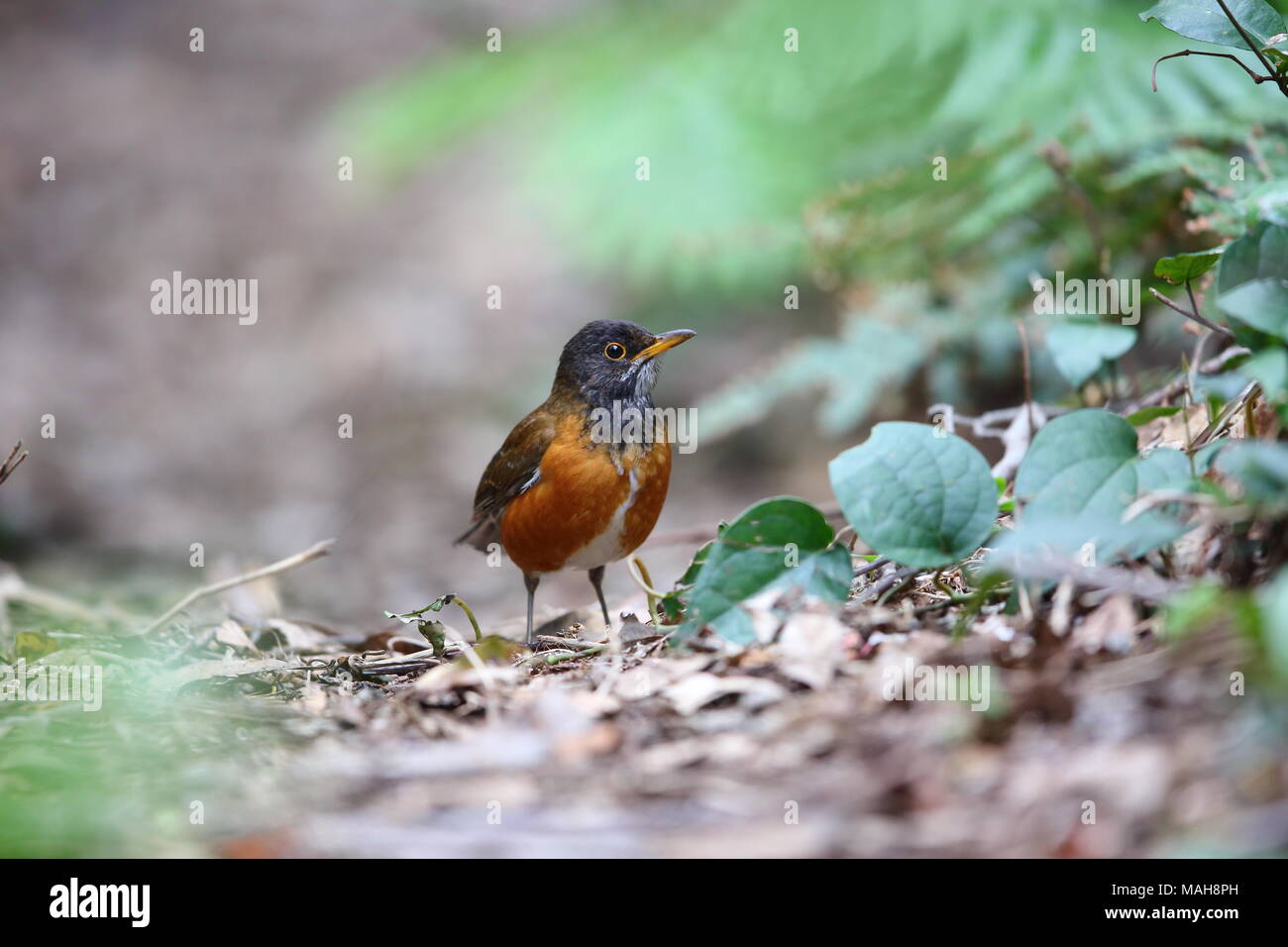 Izu Islands thrush (Turdus celaenops) in Japan Stock Photo - Alamy
