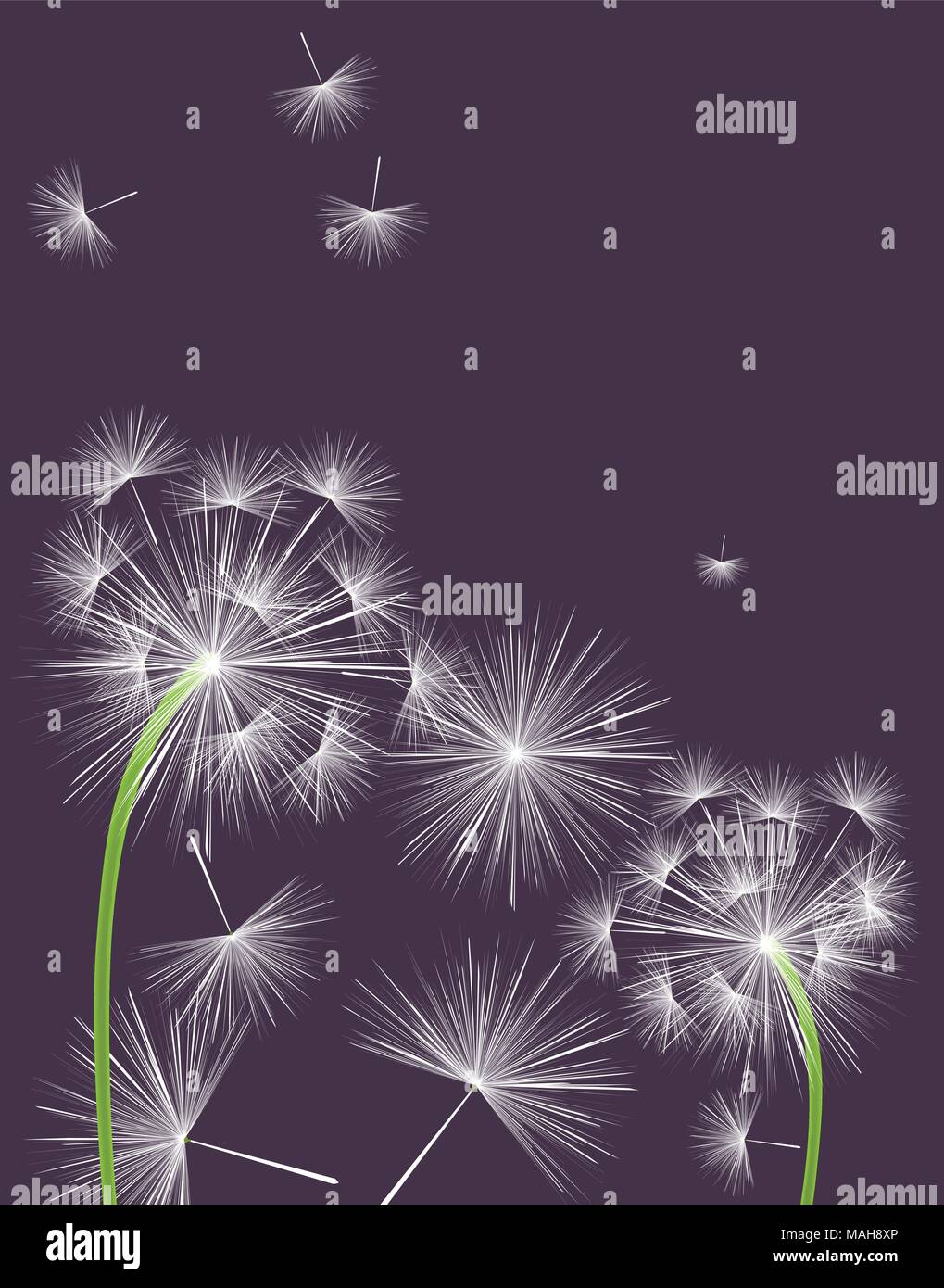 Flying dandelion seeds background design Stock Vector Image & Art - Alamy