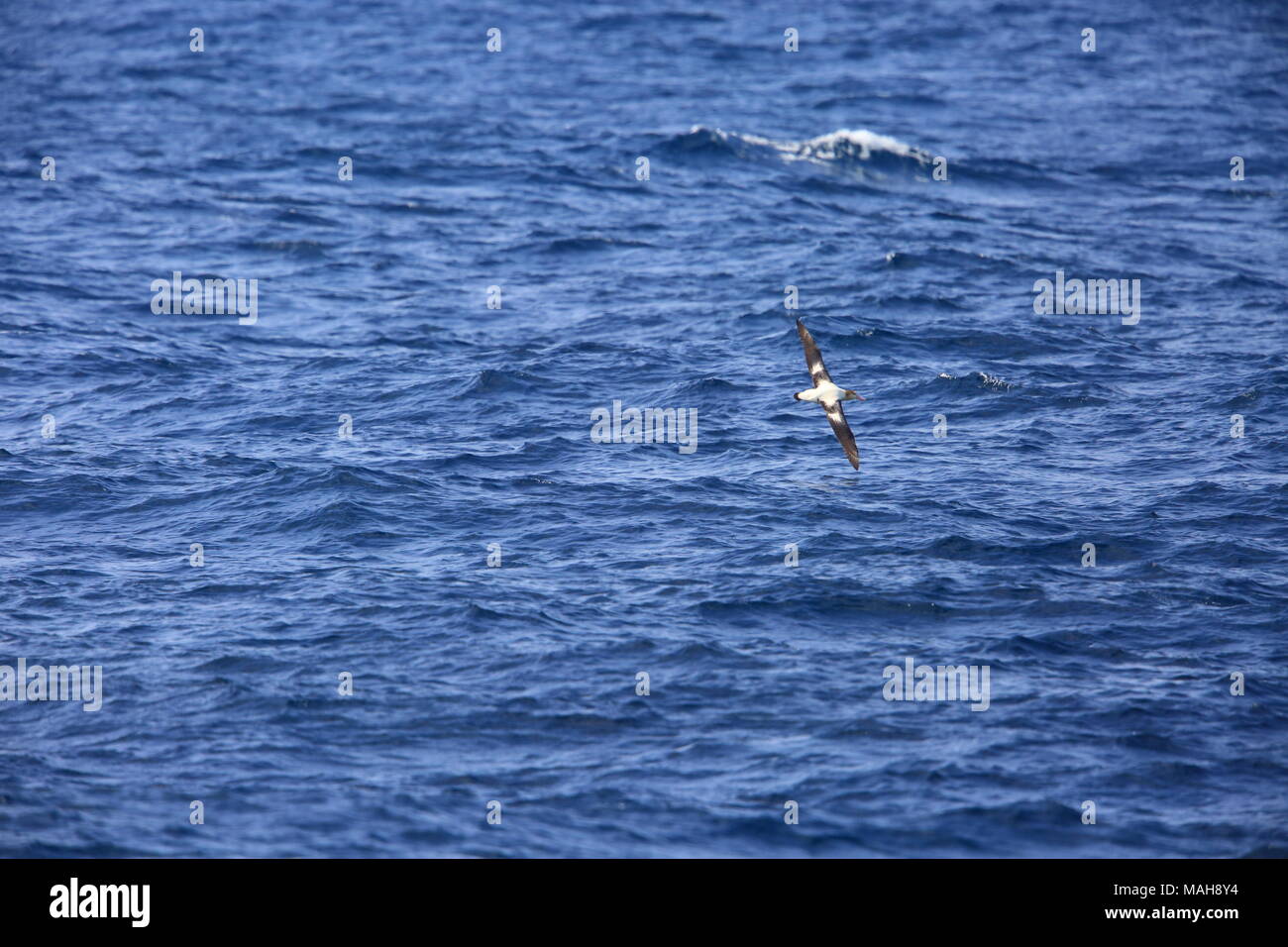 Short-tailed albatross (Phoebastria albatrus) in Japan Stock Photo - Alamy
