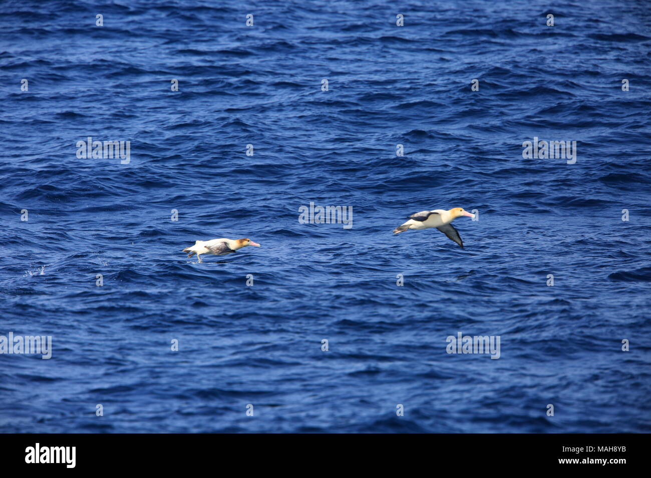 Short-tailed albatross (Phoebastria albatrus) in Japan Stock Photo - Alamy
