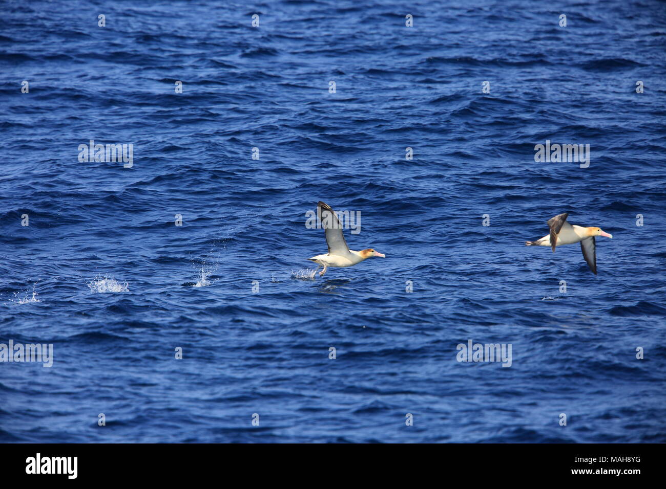 Short-tailed albatross (Phoebastria albatrus) in Japan Stock Photo - Alamy