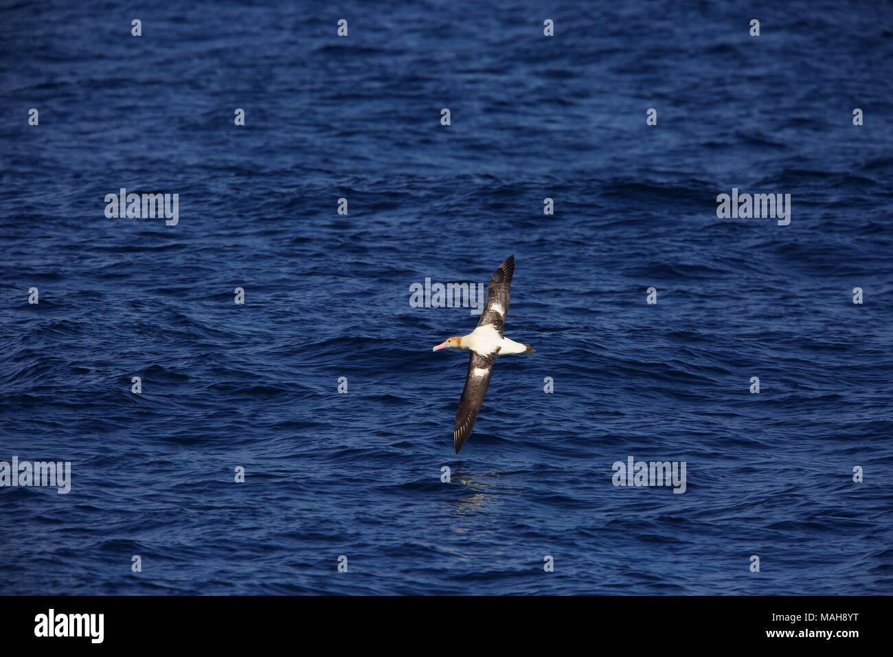 Short-tailed albatross (Phoebastria albatrus) in Japan Stock Photo - Alamy