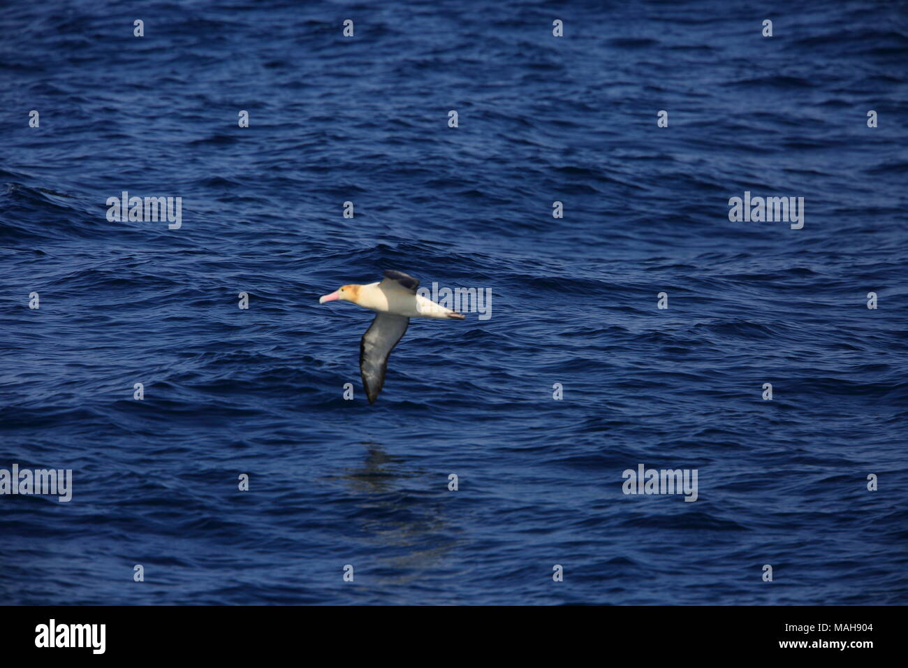 Short tail albatross hi-res stock photography and images - Alamy