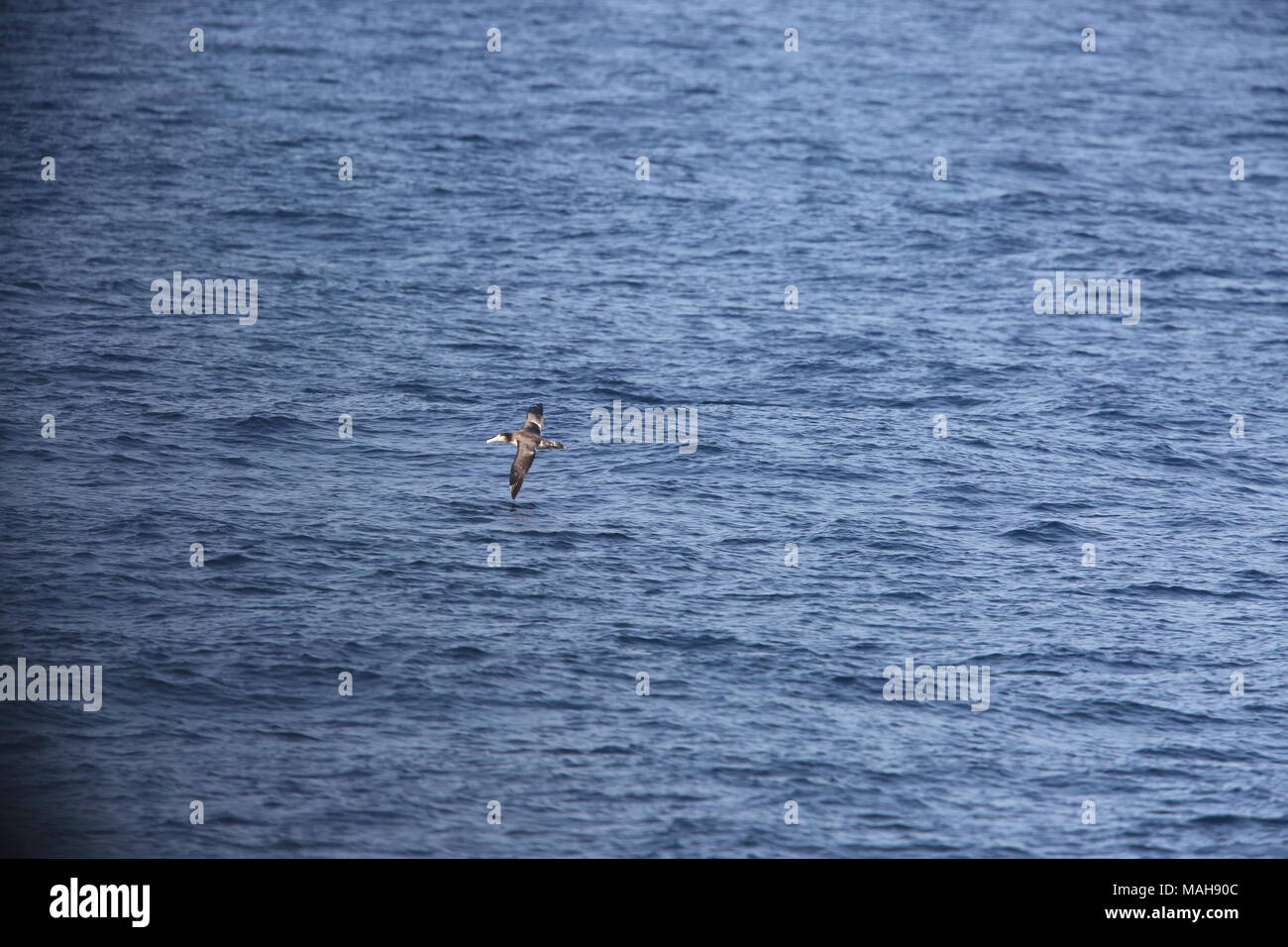 Short tail albatross hi-res stock photography and images - Alamy