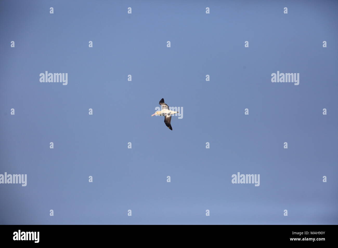 Short-tailed albatross (Phoebastria albatrus) in Japan Stock Photo - Alamy