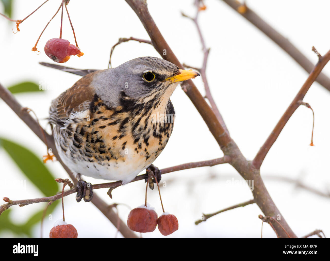 Closeup of a fieldfare bird sitting on a tree Stock Photo - Alamy