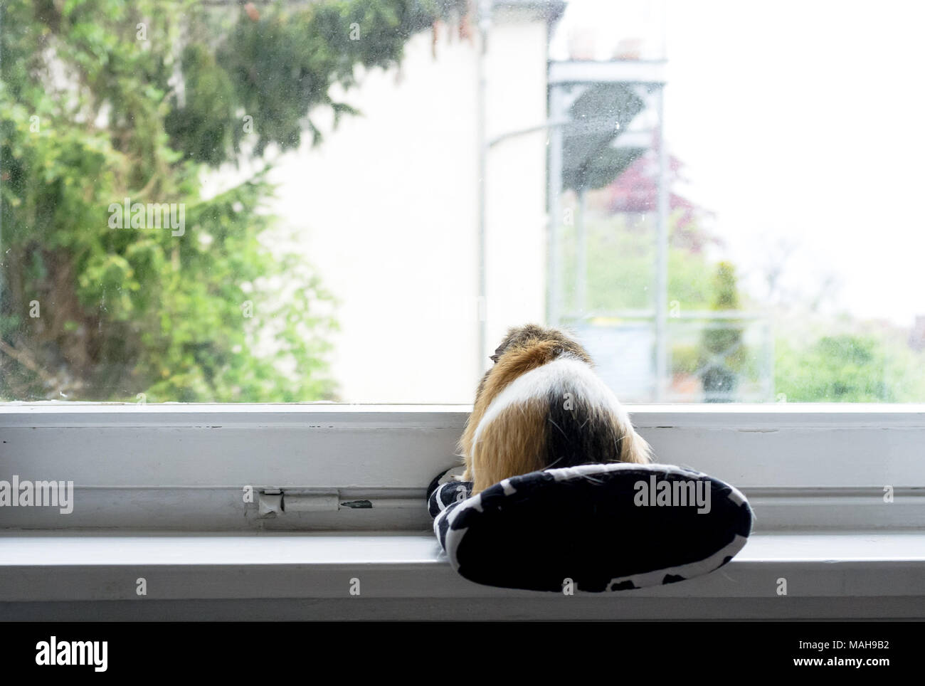 Guinea pig, sitting by window, looking back Stock Photo - Alamy