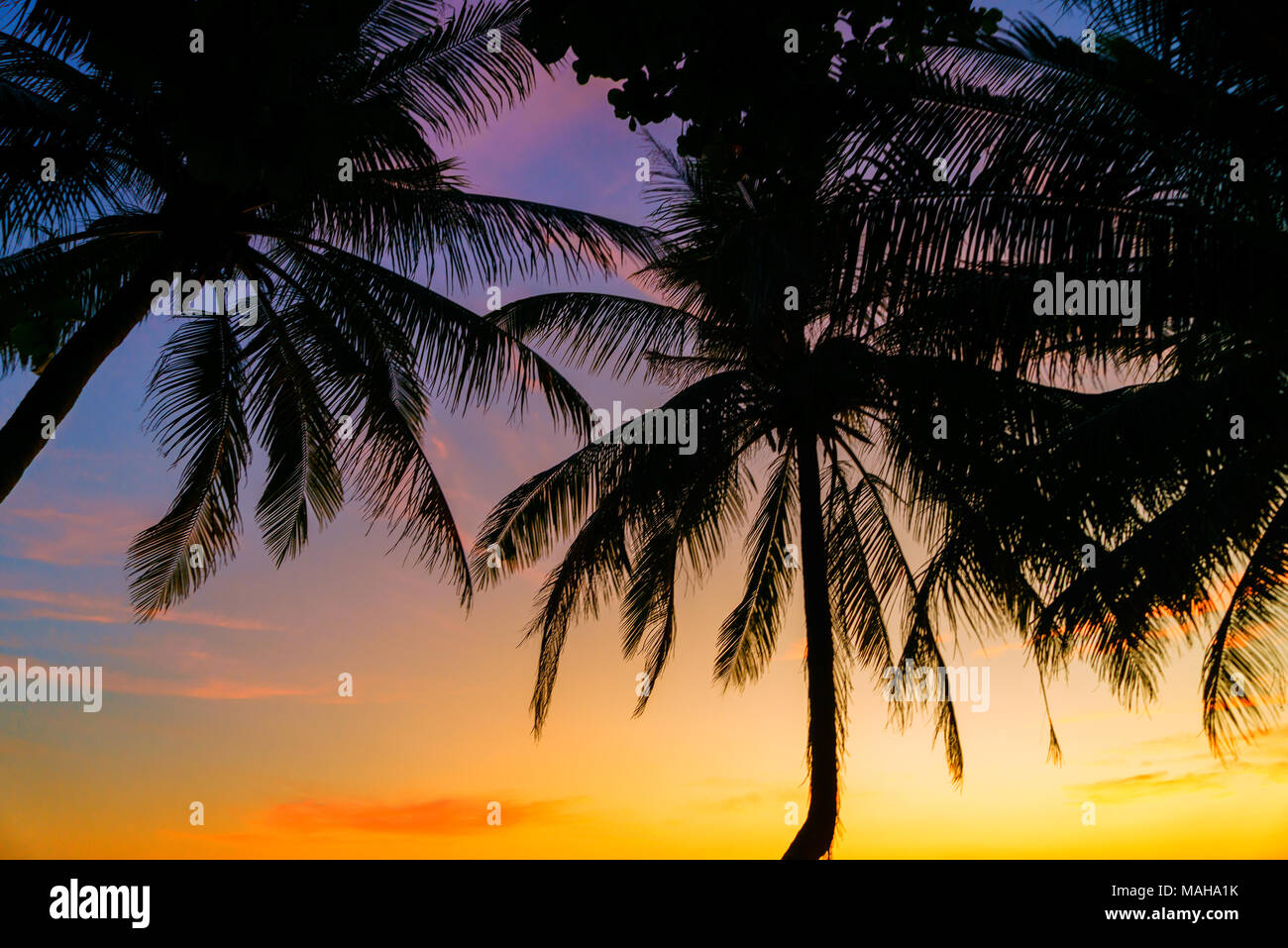 Tropical beach at sunset with coconut trees Stock Photo - Alamy