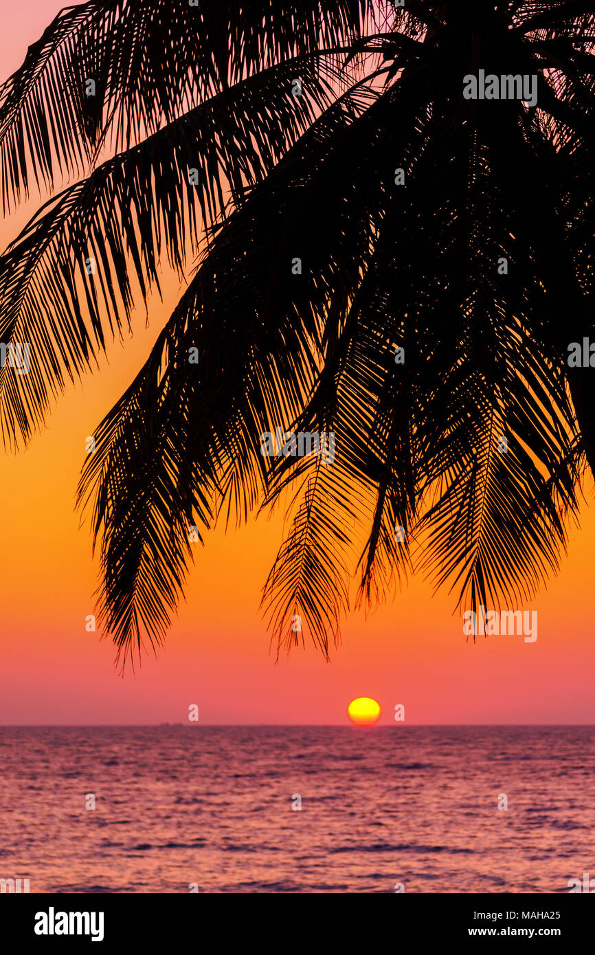 Tropical beach at sunset with coconut trees Stock Photo - Alamy