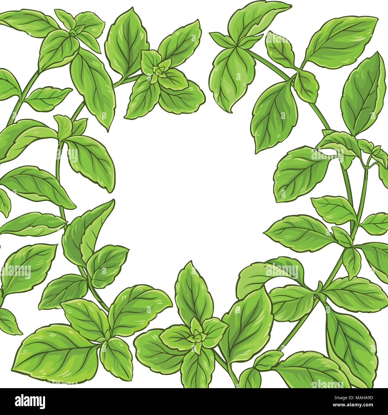 basil plant vector frame on white background Stock Vector Image & Art ...
