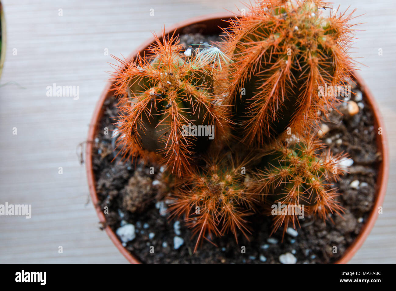 Top view potted cactus hi-res stock photography and images - Alamy