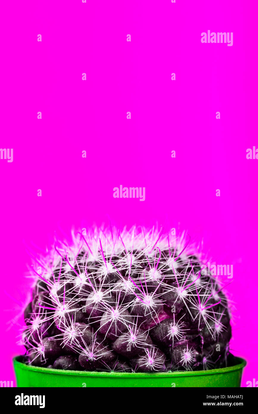 Cactus neon hi-res stock photography and images - Alamy