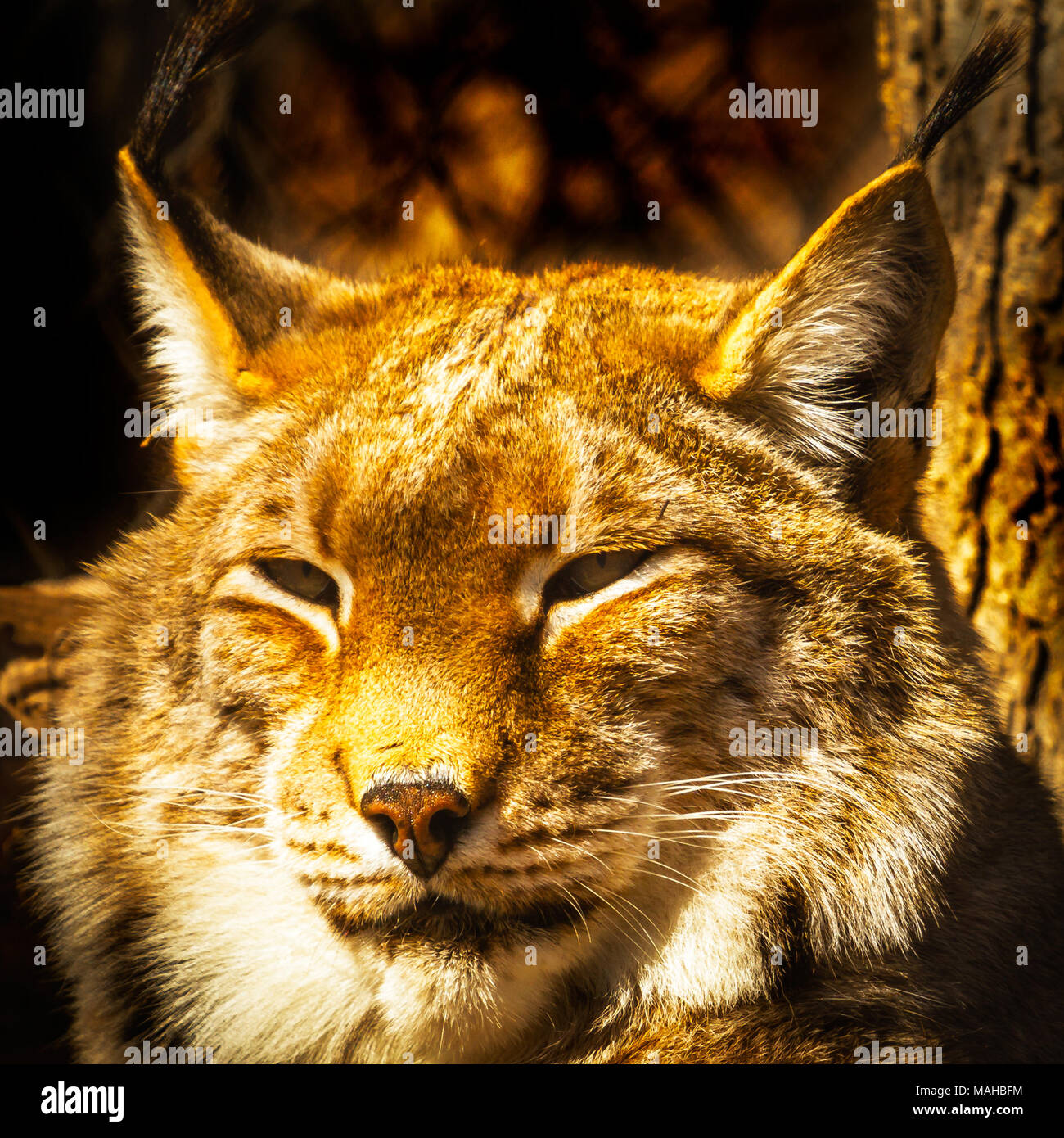 Close up lynx cat hi-res stock photography and images - Alamy