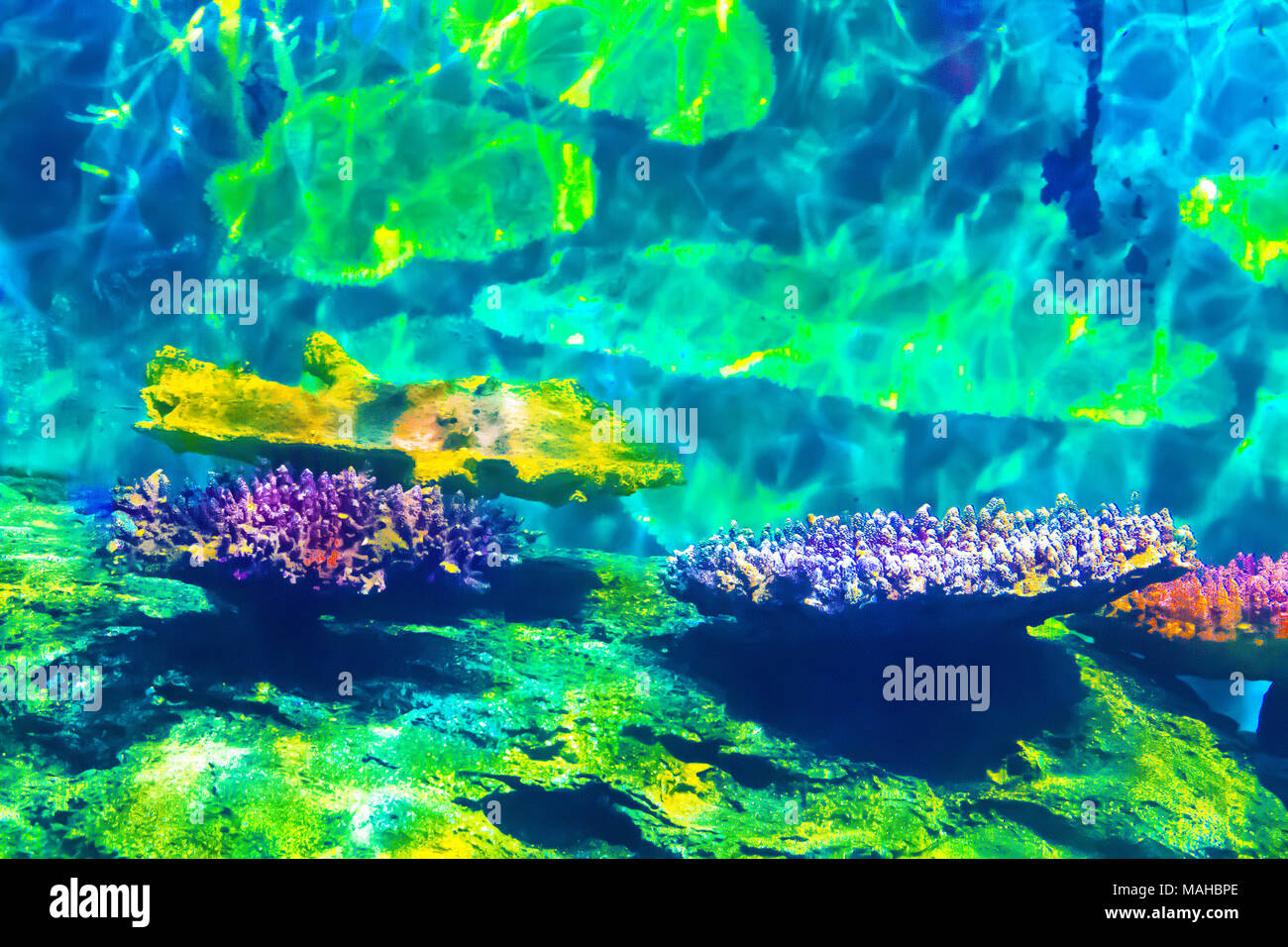 Colorful fish reef panoramic hi-res stock photography and images - Alamy