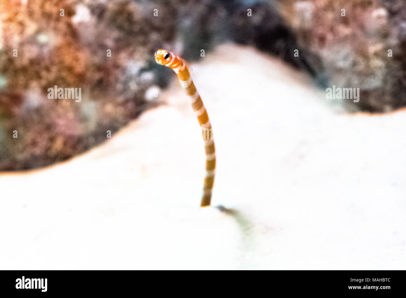 Underwater world landscape ,Colorful coral reef with Sea worm Stock ...