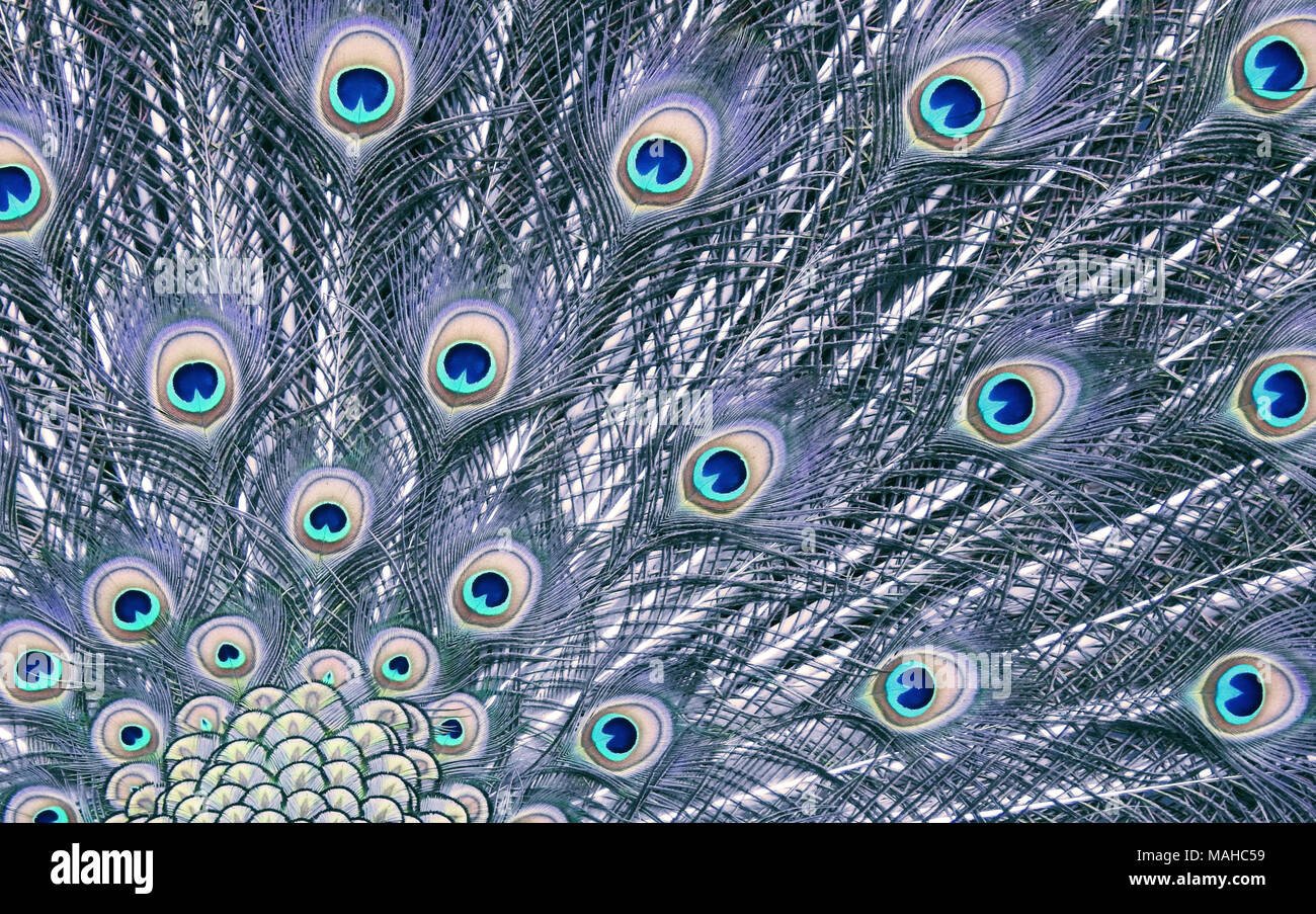 Tail up bird hi-res stock photography and images - Alamy