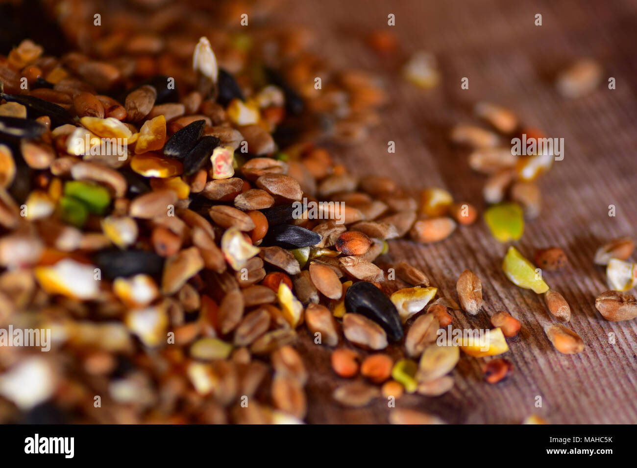 Birds feeding a seed plant hi-res stock photography and images - Alamy