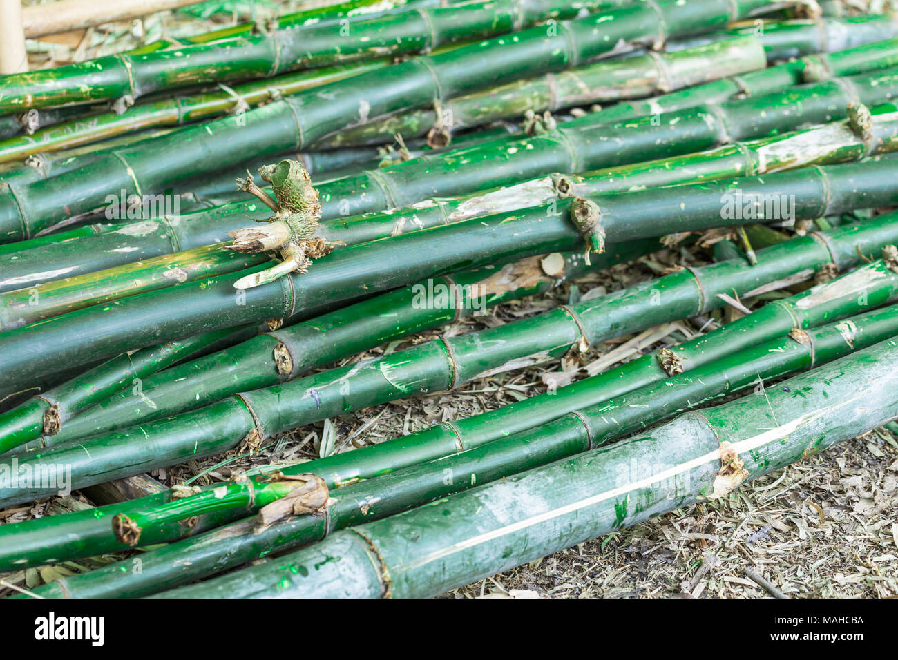 Bamboo forests in the tropics being destroyed by humans Stock Photo - Alamy