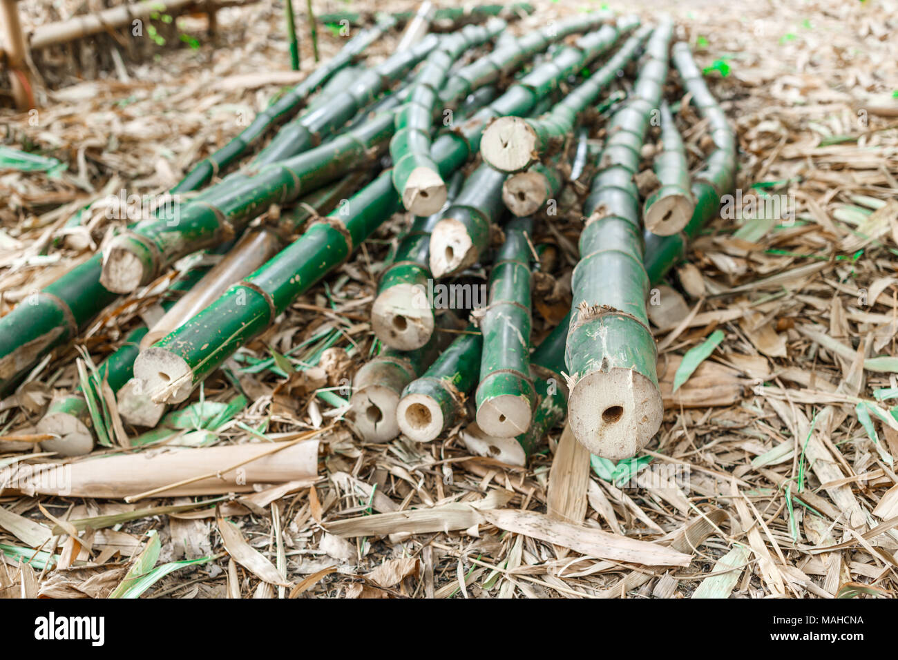 Bamboo forests in the tropics being destroyed by humans Stock Photo - Alamy