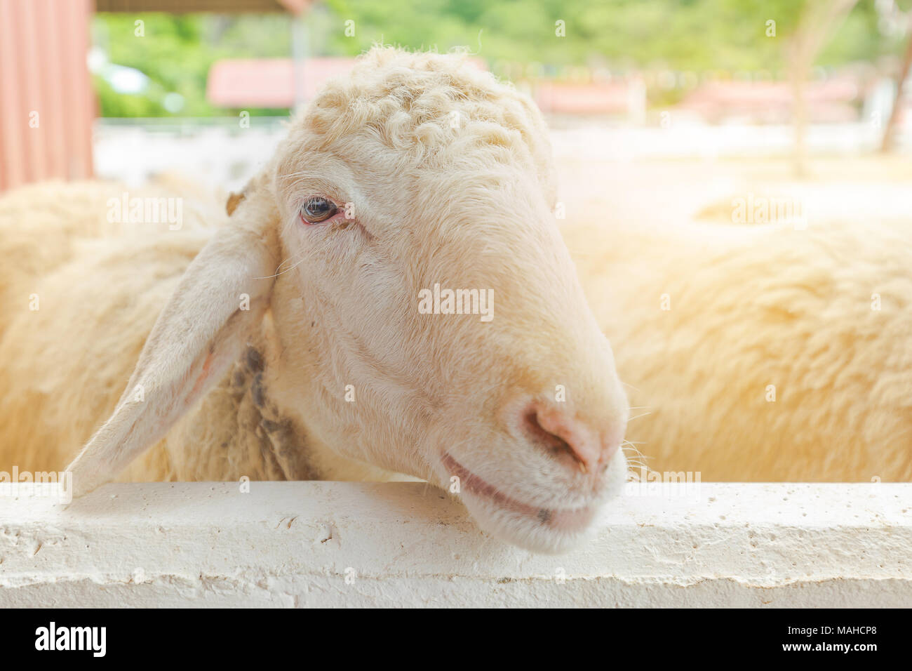close up face of sheep Stock Photo - Alamy