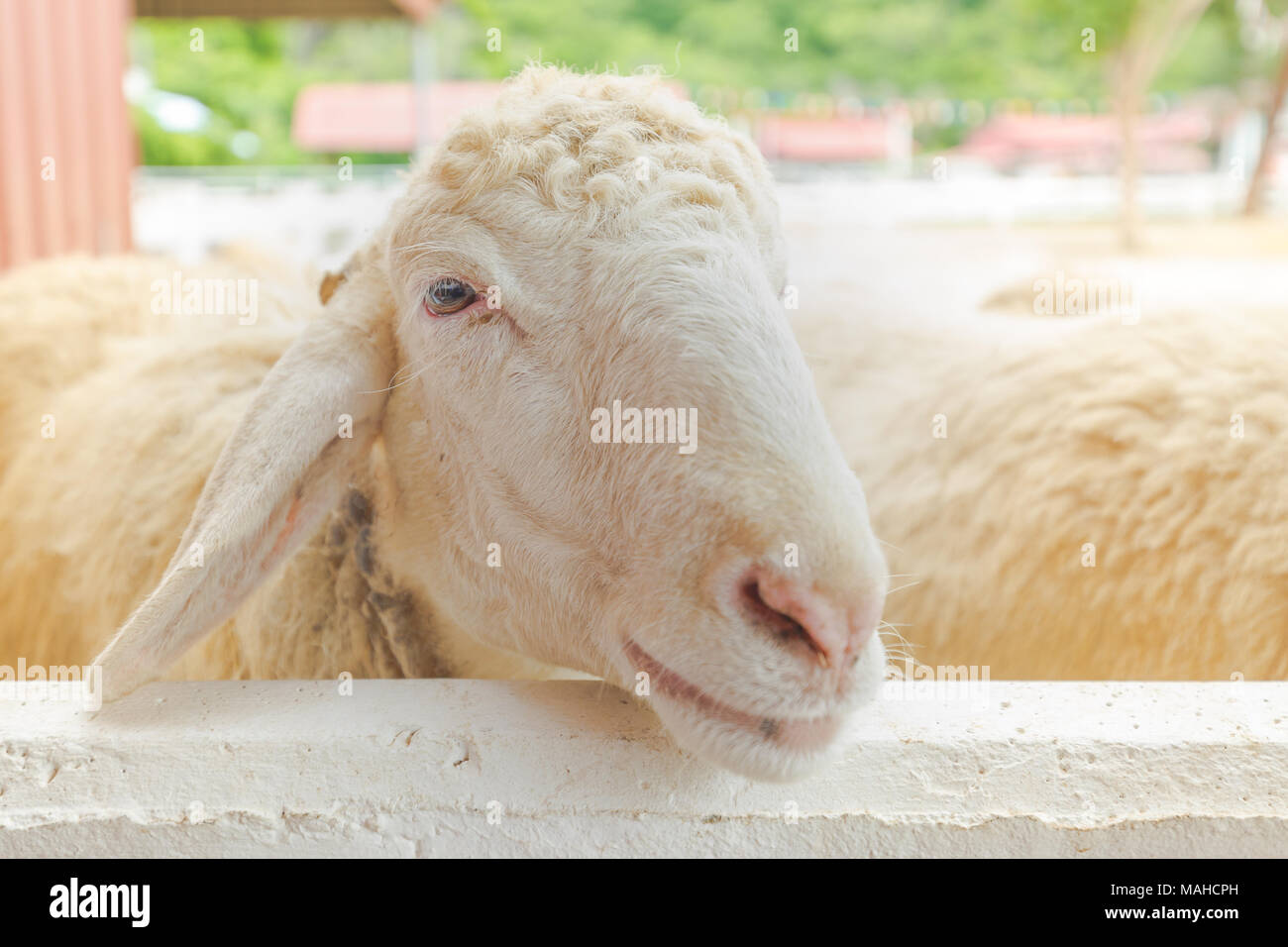 close up face of sheep Stock Photo - Alamy