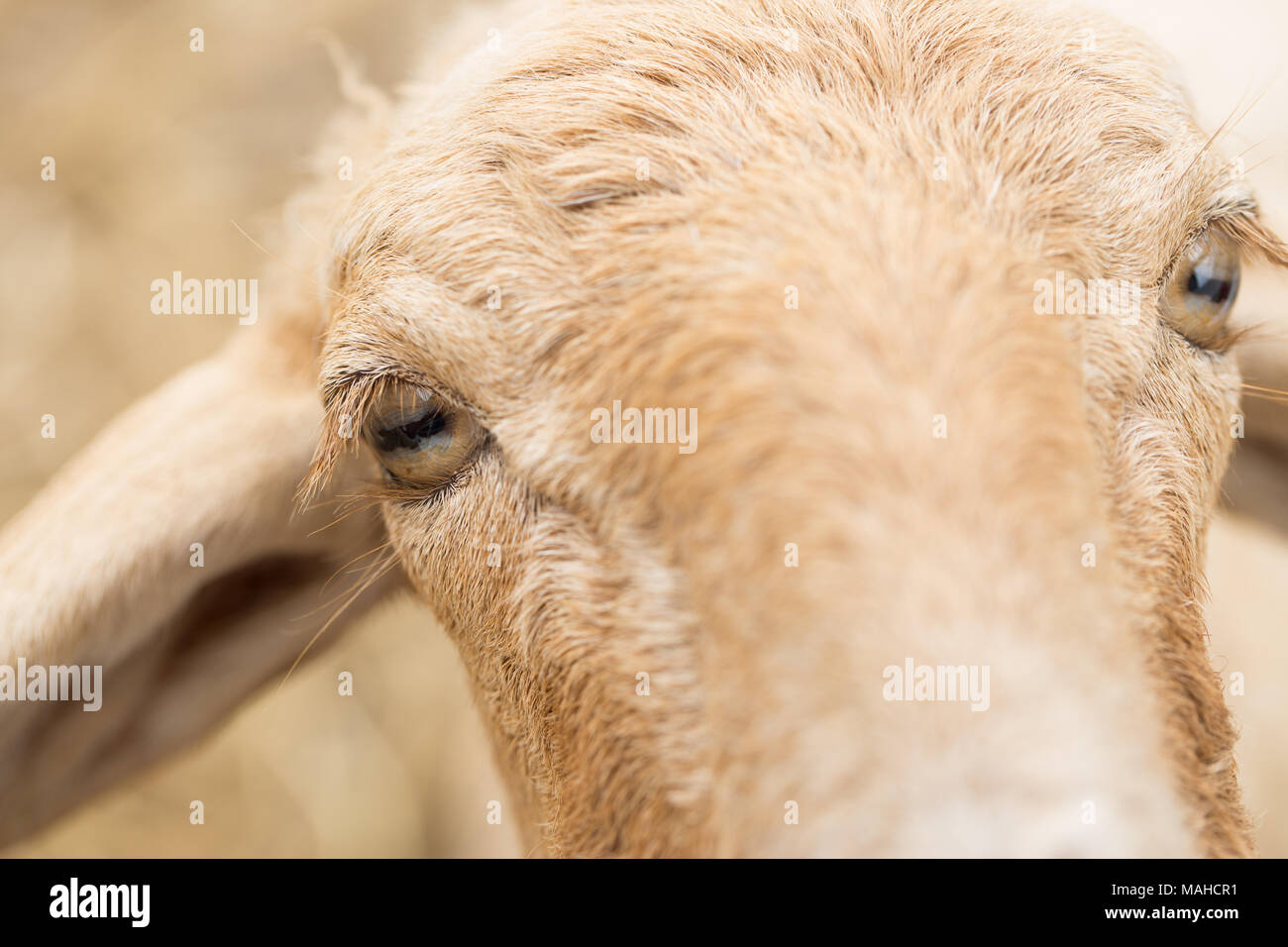 close up face of sheep Stock Photo - Alamy