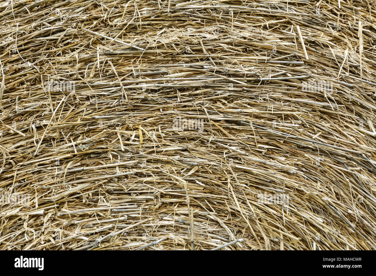 Cogon Grass High Resolution Stock Photography and Images - Alamy