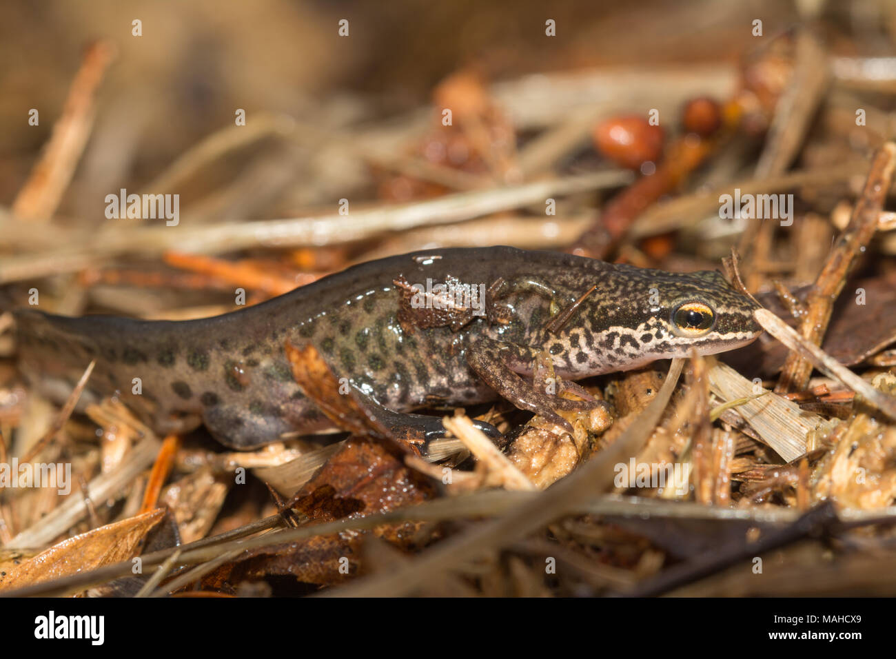 Male palmate newt (Lissotriton helveticus) on land close to a pond on a ...