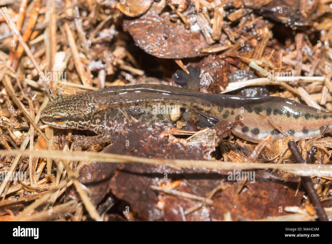 Palmate newt uk hi-res stock photography and images - Alamy