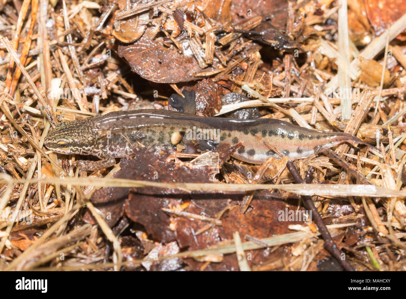 Palmate newts hi-res stock photography and images - Alamy