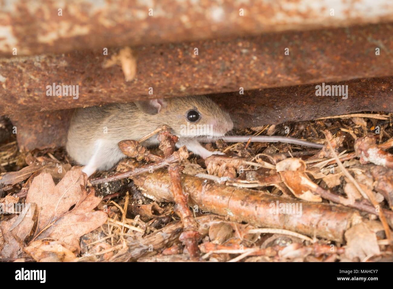 Mouse under its tail hi-res stock photography and images - Alamy