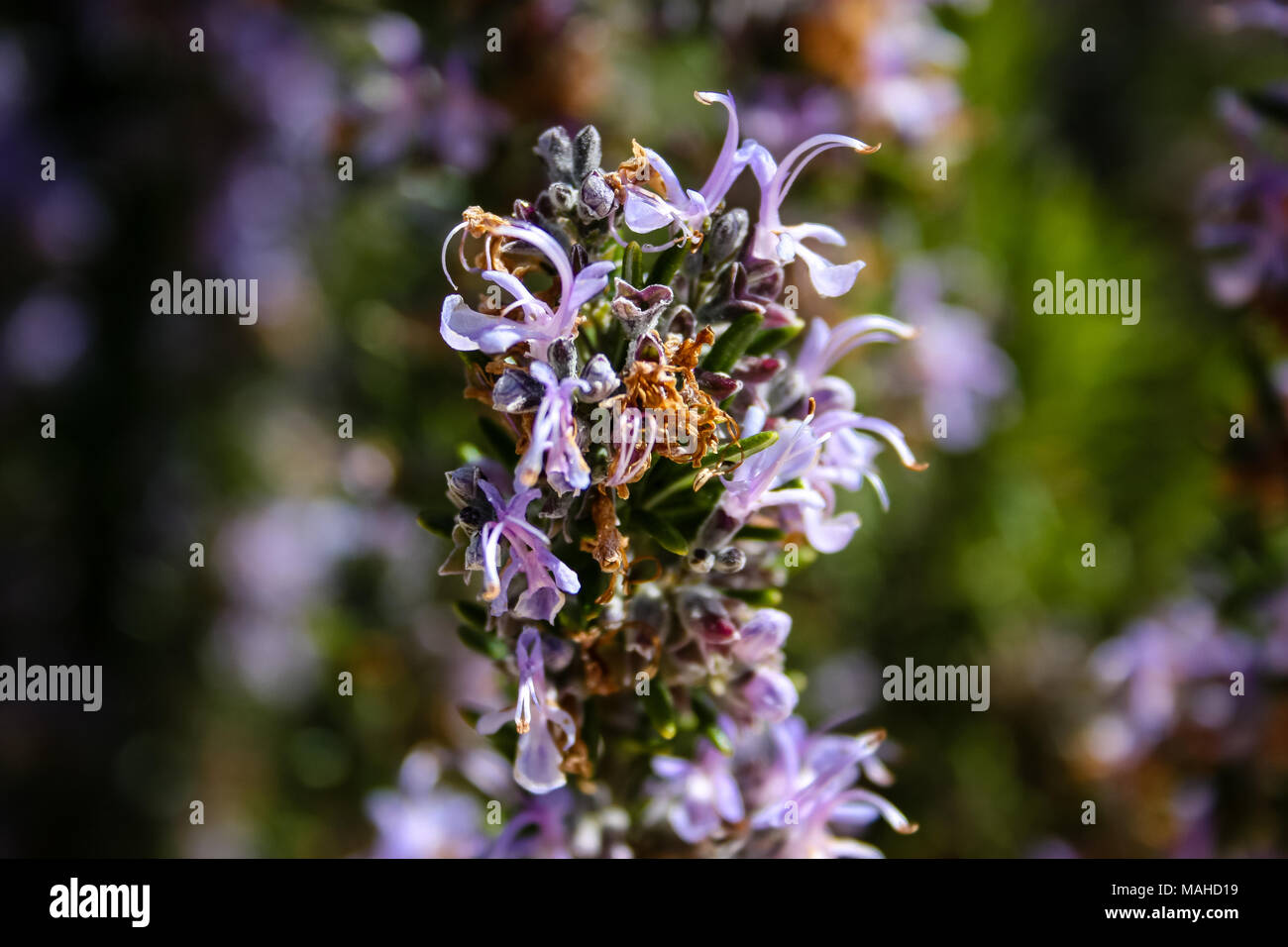 closeup of flowers from Israel Stock Photo - Alamy
