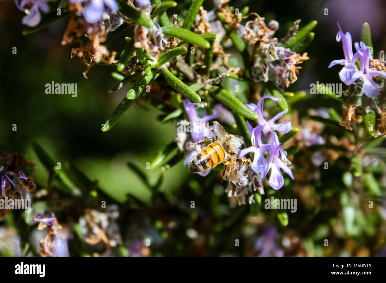 closeup of flowers from Israel Stock Photo - Alamy