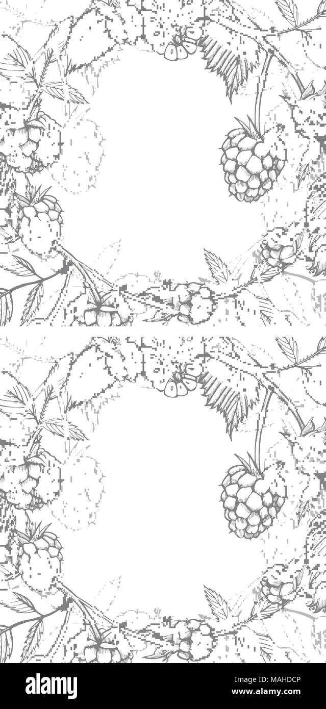 Hand drawn raspberry. Retro sketch style vector illustration. Perfect ...