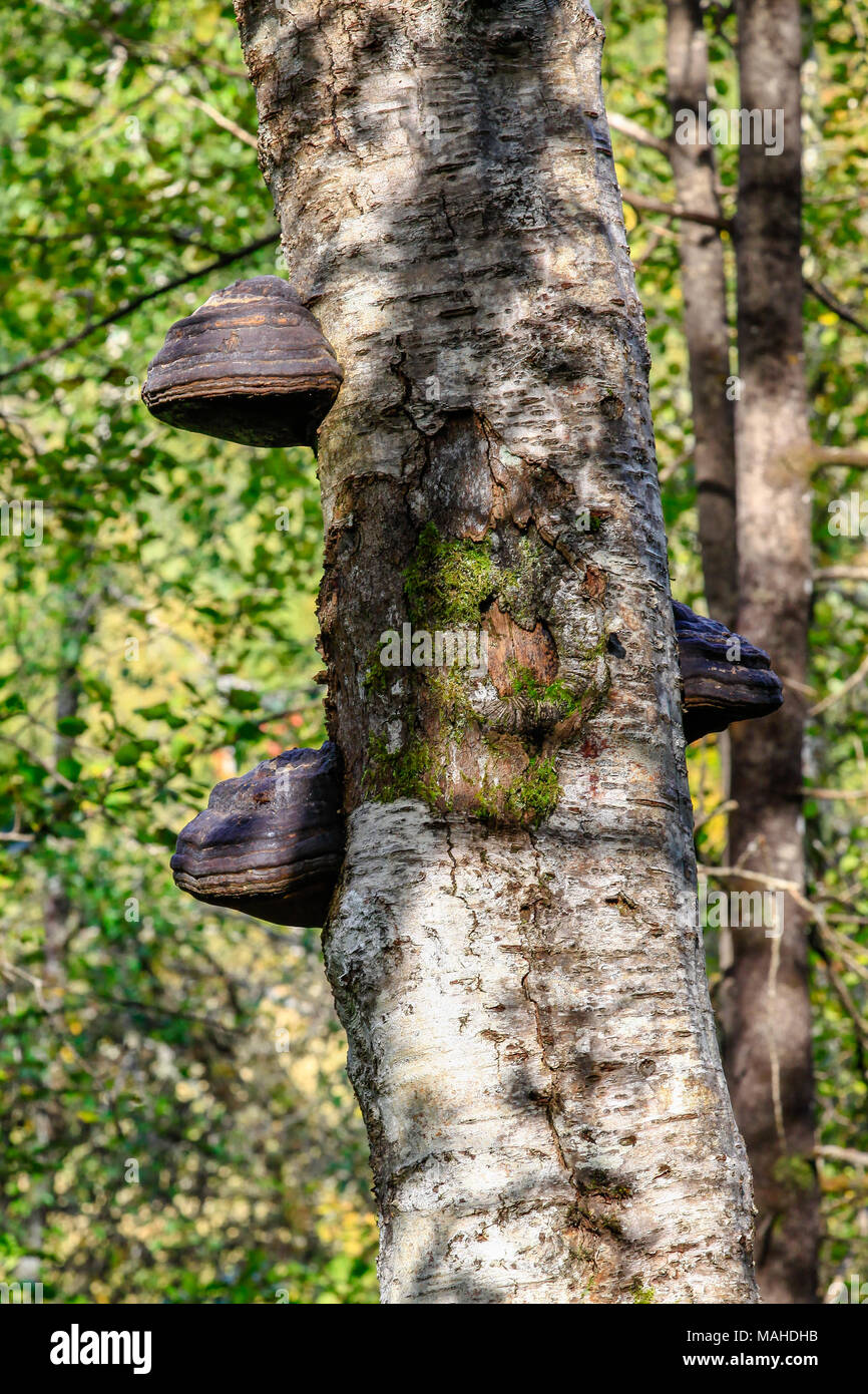 Fungus growing on silver birch hi-res stock photography and images - Alamy