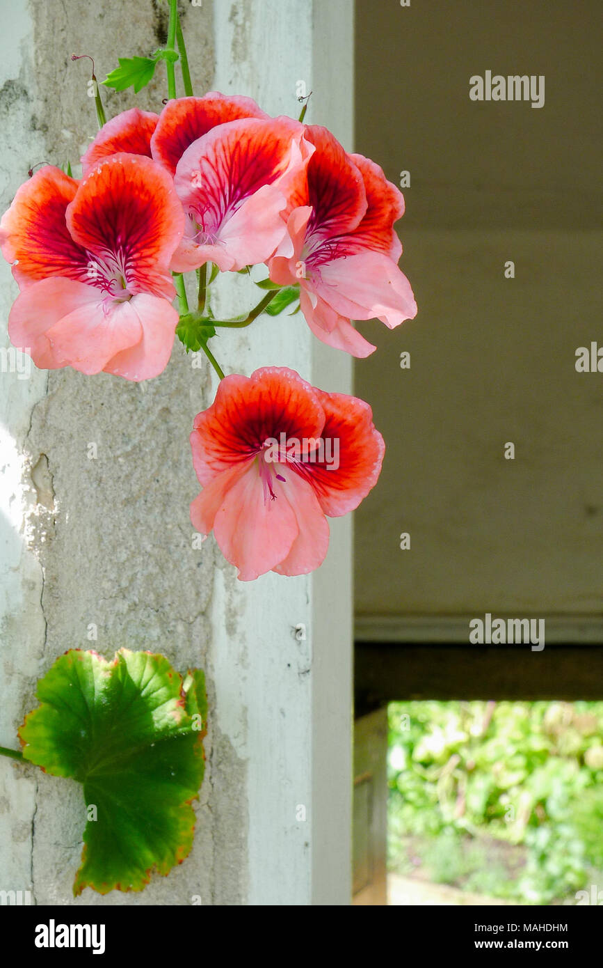 Pink climbing flower hi-res stock photography and images - Alamy