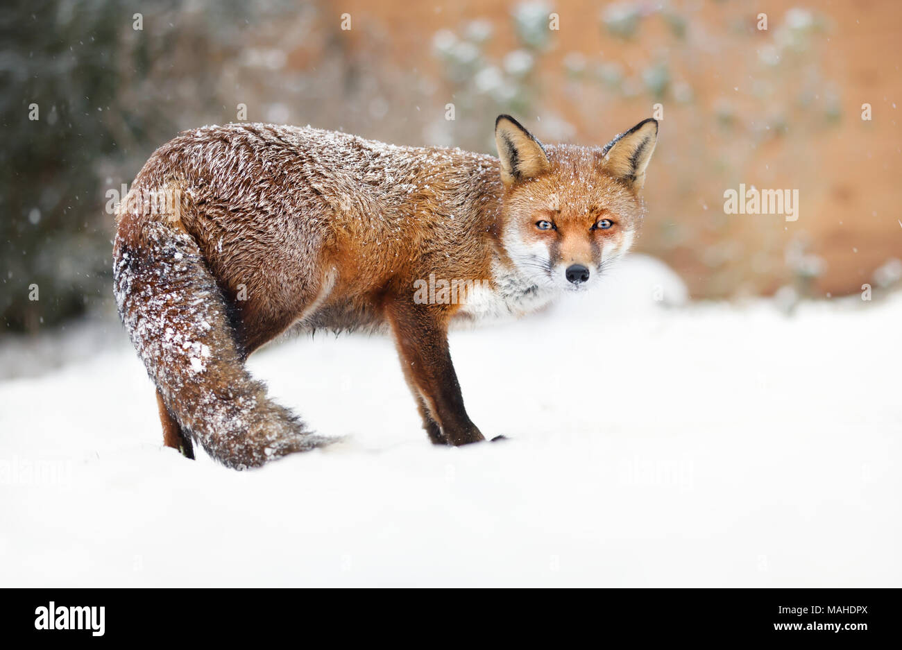 Fox winter close hi-res stock photography and images - Alamy