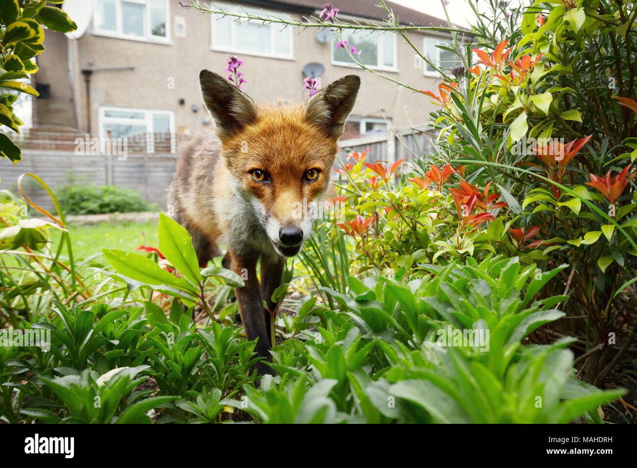 Red fox standing in the garden with flowers near house in a suburb of ...