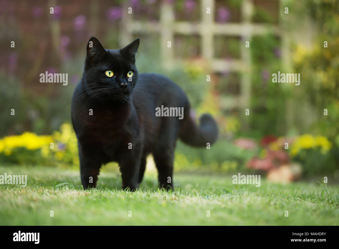 Cat standing backyard hi-res stock photography and images - Alamy
