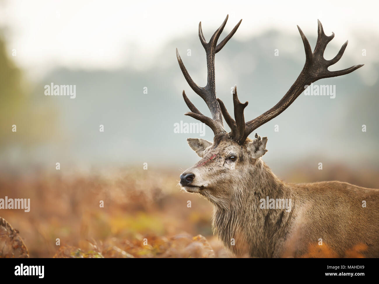 Close-up of an injured Red deer during the rutting season, UK Stock ...