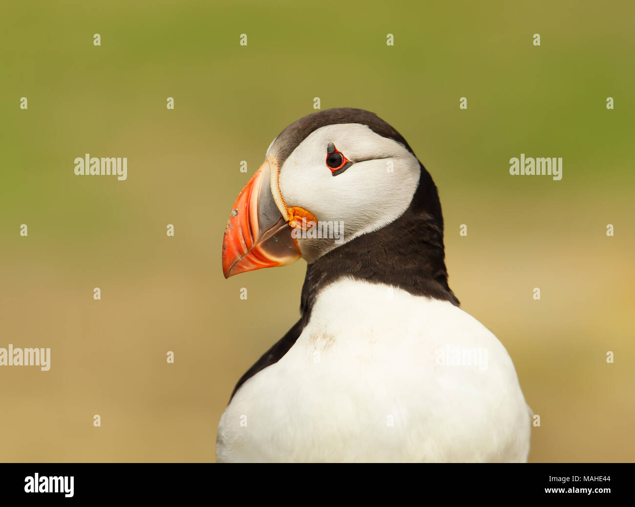 Portrait of Atlantic puffin against colorful background, Fair isle ...