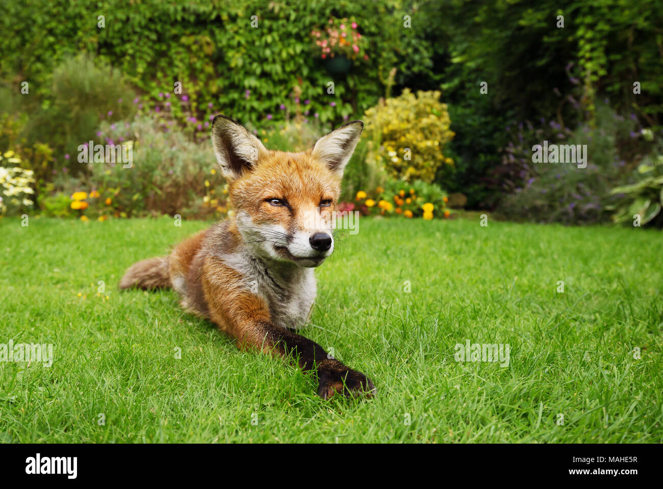 Red fox lying in the garden with flowers, summer in UK Stock Photo - Alamy