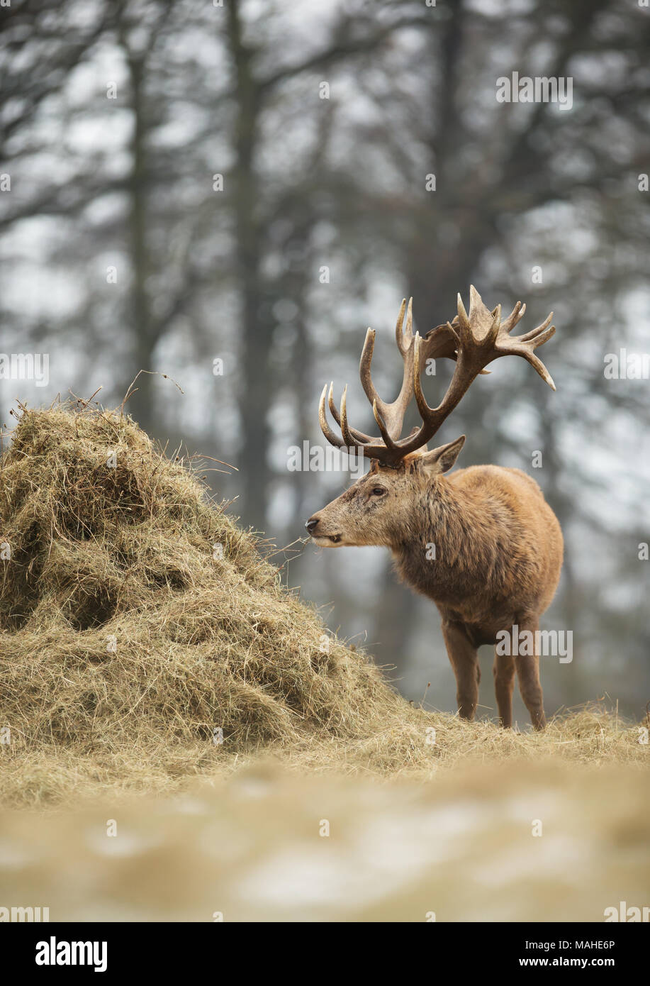 Deer eating hay hi-res stock photography and images - Alamy