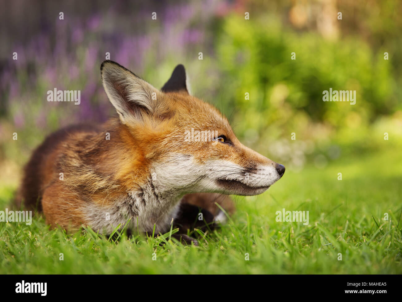 Red fox lying in the garden with flowers, summer in UK Stock Photo - Alamy