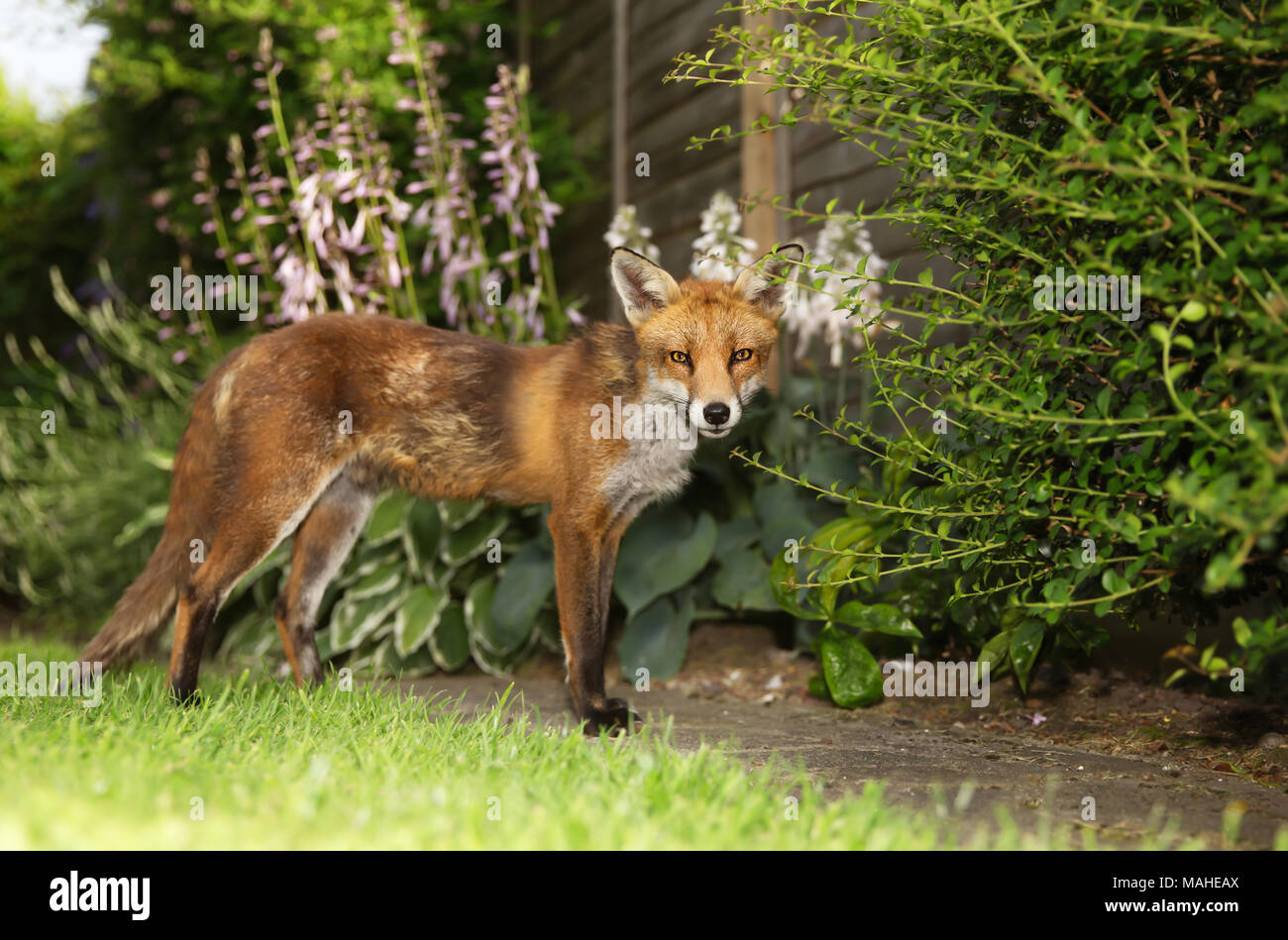 Red fox standing in the garden with flowers, summer in UK Stock Photo ...
