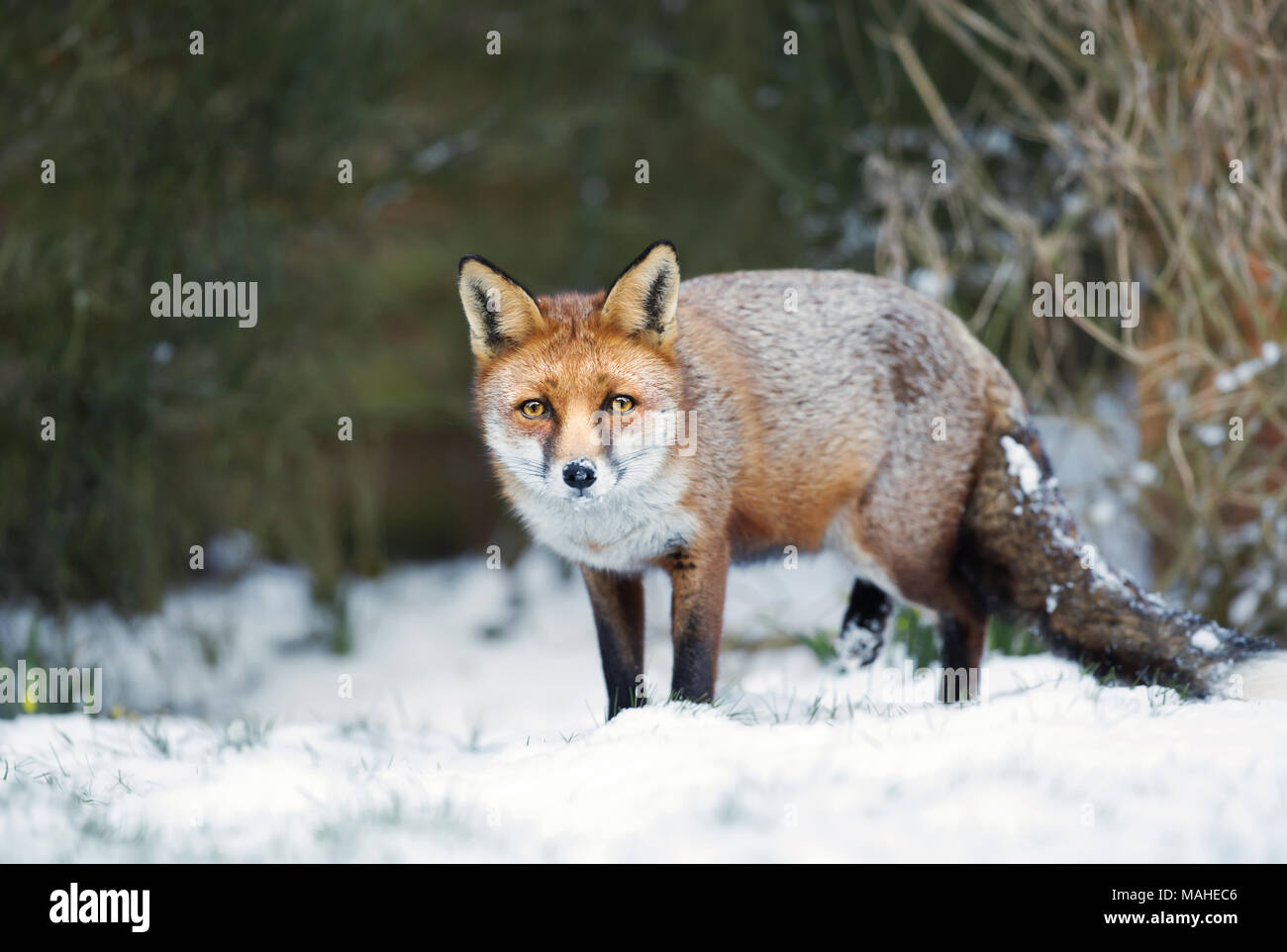 Red fox portrait london hi-res stock photography and images - Alamy