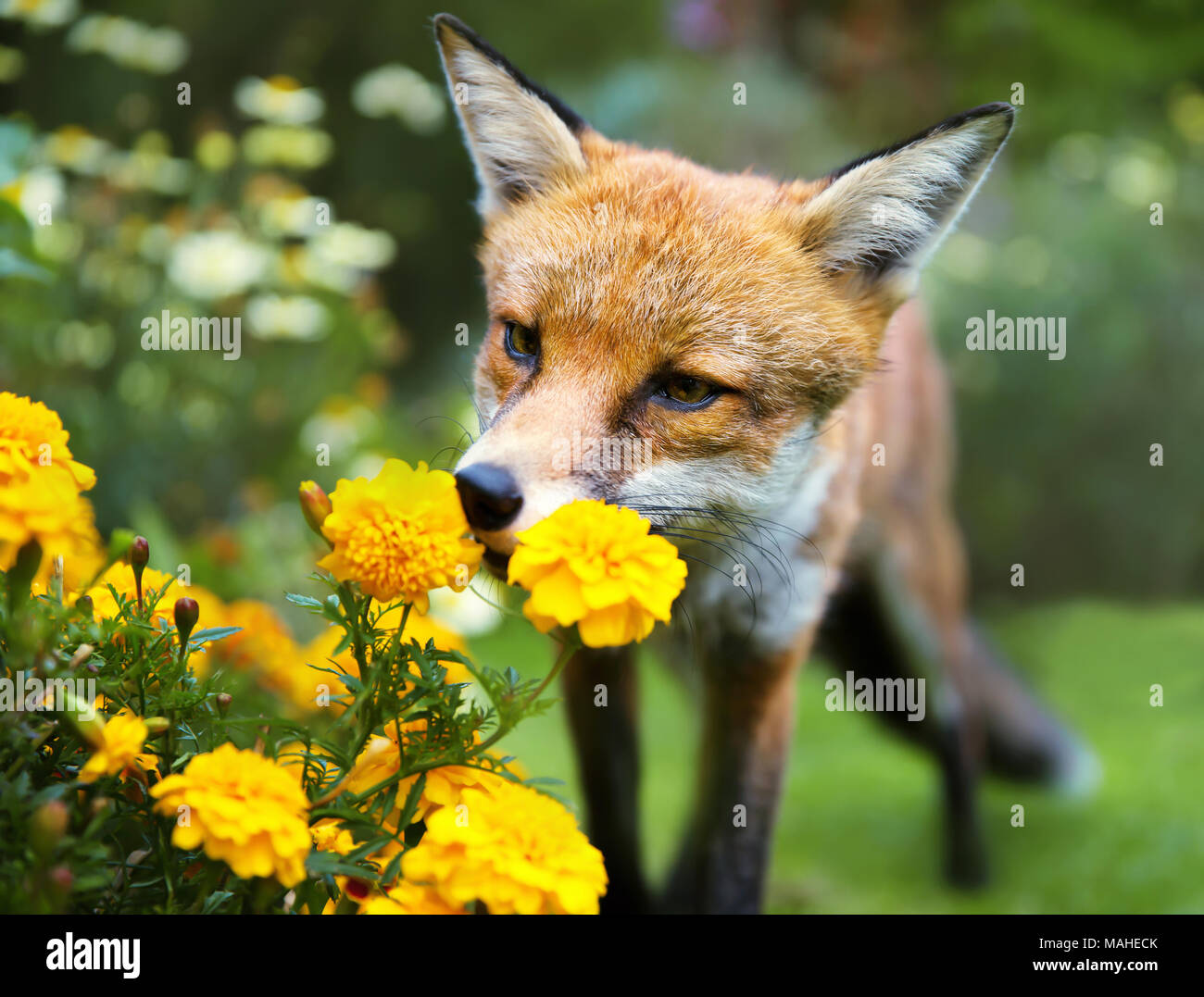 Red fox smelling marigold flowers in the garden, summer in UK Stock ...
