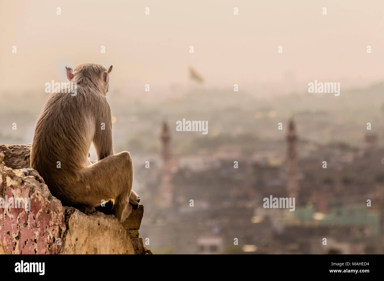 Monkey in Jaipur Stock Photo - Alamy